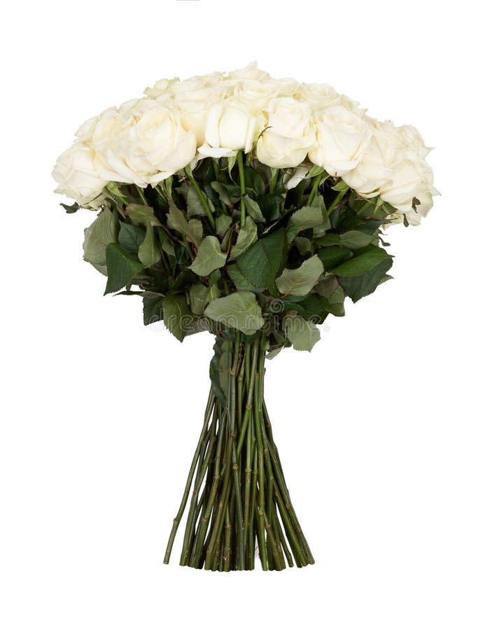 White roses stock image. Image of bright, beautiful, nature - 49624389