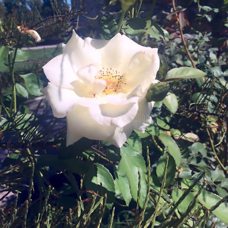 White rose bush stock photo. Image of floral, leaves - 107848658