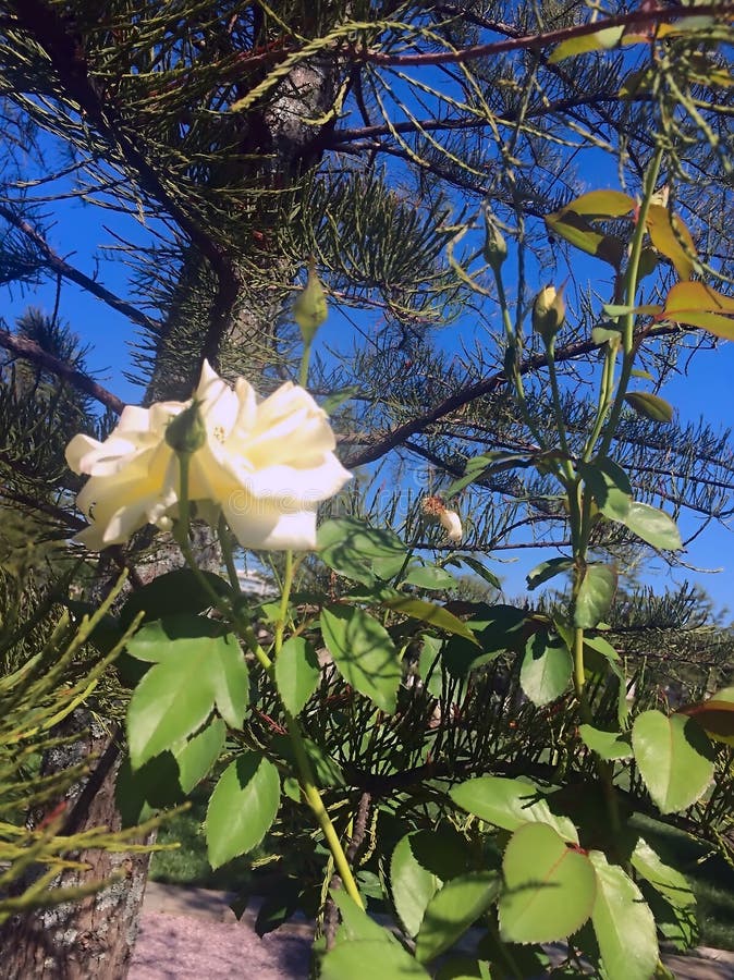 White rose bush stock photo. Image of beautiful, gardening - 107848674