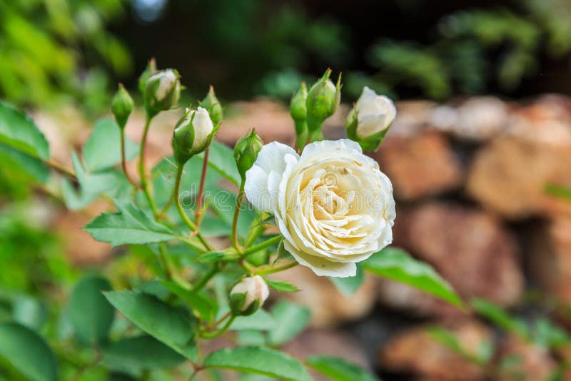 White Roses on a bush stock image. Image of bunch, decoration - 92331195