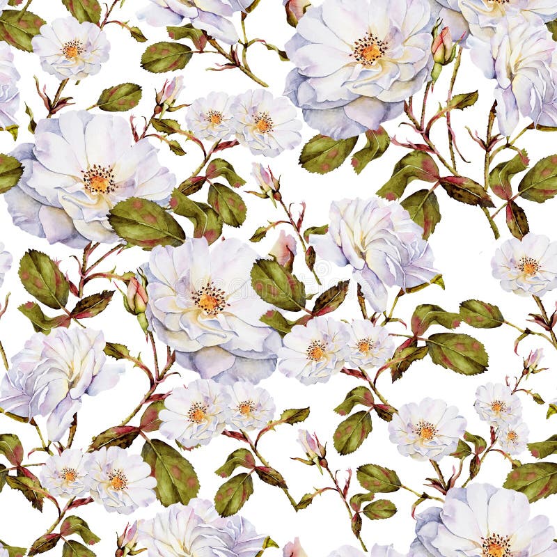 White Roses Bush Watercolor Seamless Pattern Stock Illustration ...