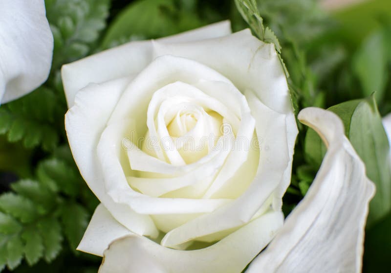 White roses stock image. Image of green, rosa, close - 45965709