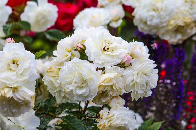 White Roses Close-up in the Garden Stock Photo - Image of close, garden ...