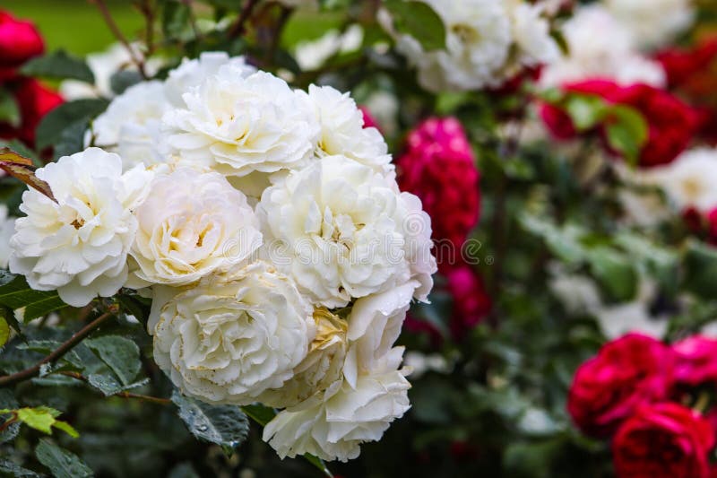 White Roses Close-up in the Garden Stock Image - Image of close, white ...