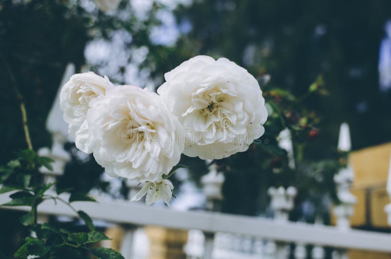 White roses stock image. Image of closeup, card, nice - 94118295