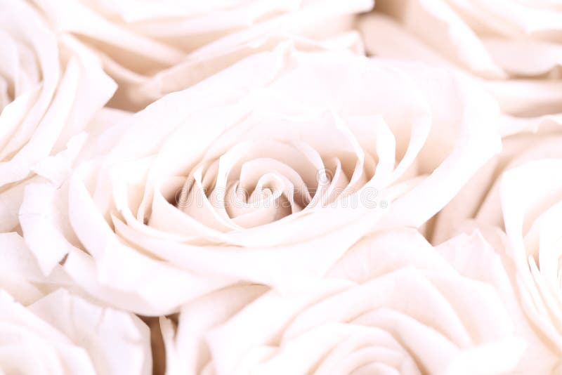 White roses stock image. Image of petal, dried, still - 37076411