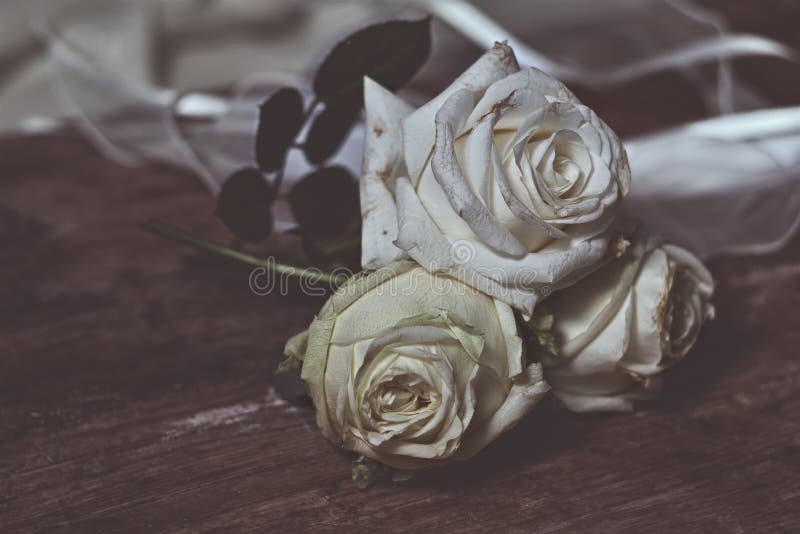147 Rotten Roses Stock Photos - Free & Royalty-Free Stock Photos from ...