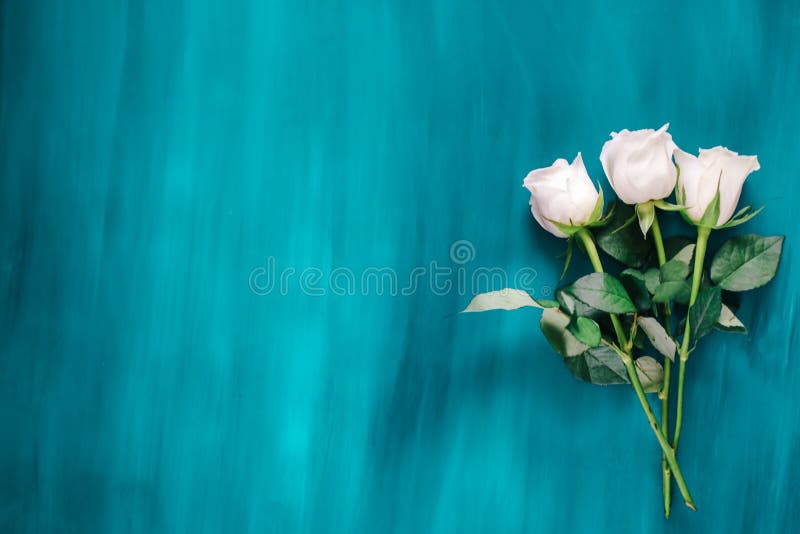 White Roses Flat Lay on a Classic Blue Background Stock Photo - Image ...