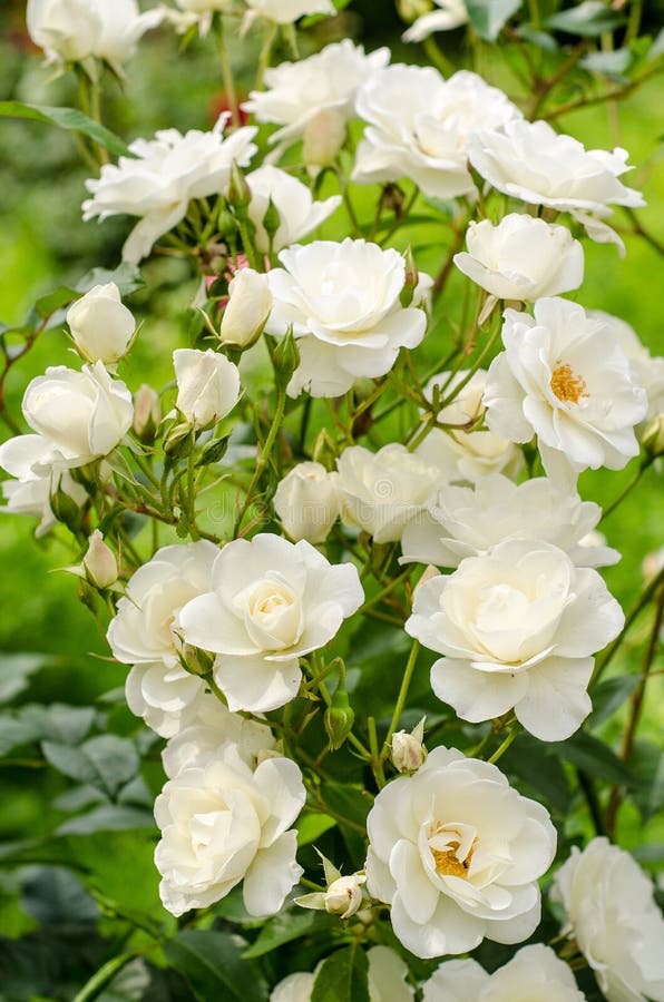 White roses stock image. Image of flowers, petals, floribunda - 31837459