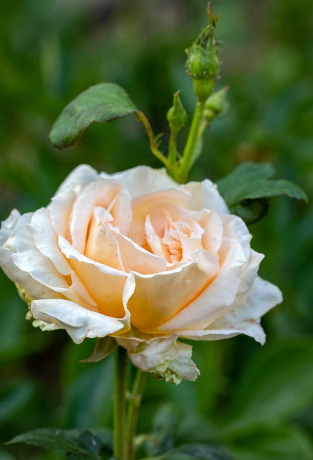 White Roses Flowers on the Branch in the Garden. Stock Photo - Image of ...