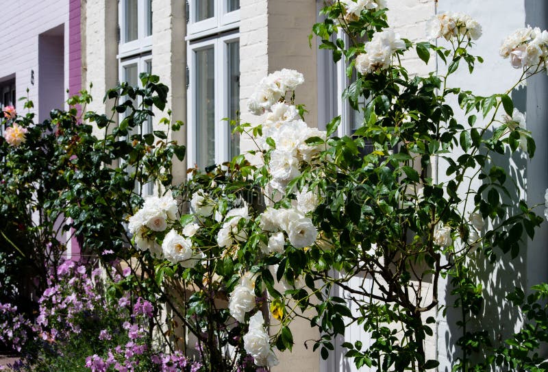 White Roses in Front of a House Stock Photo - Image of roses, nature ...