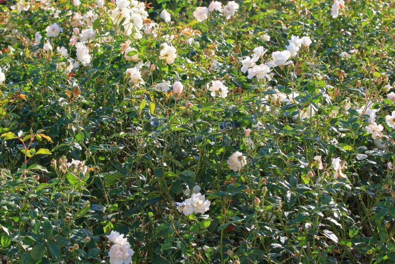 White Roses in a Garden in Light of Morning Sun Stock Image - Image of ...