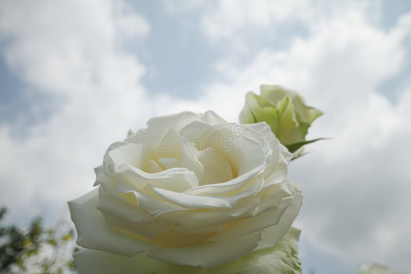 White roses in the garden stock image. Image of flower - 247390789