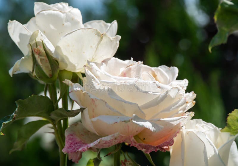 White roses in the garden stock image. Image of garden - 251021359