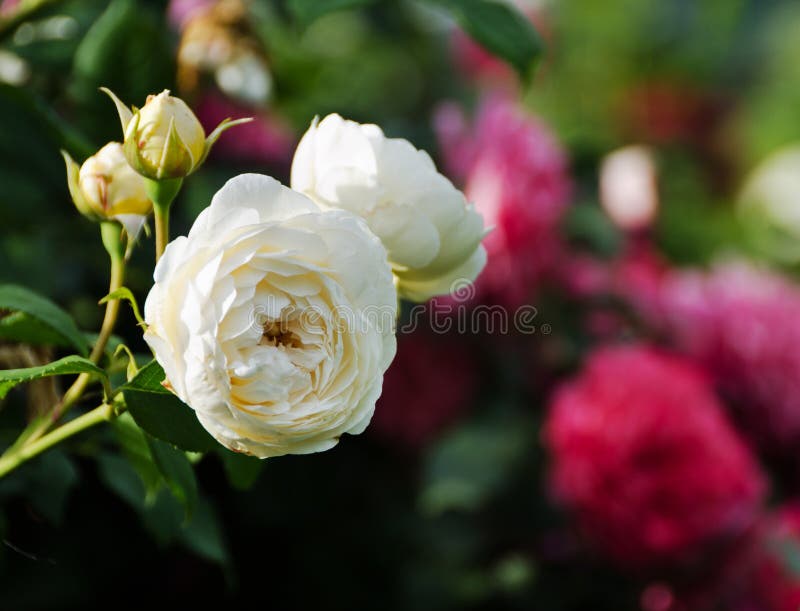 White roses in a garden stock photo. Image of bush, magnificent - 38690370