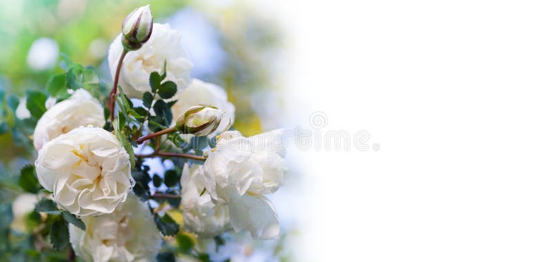 White Roses in Garden, Natural Background Stock Photo - Image of park ...