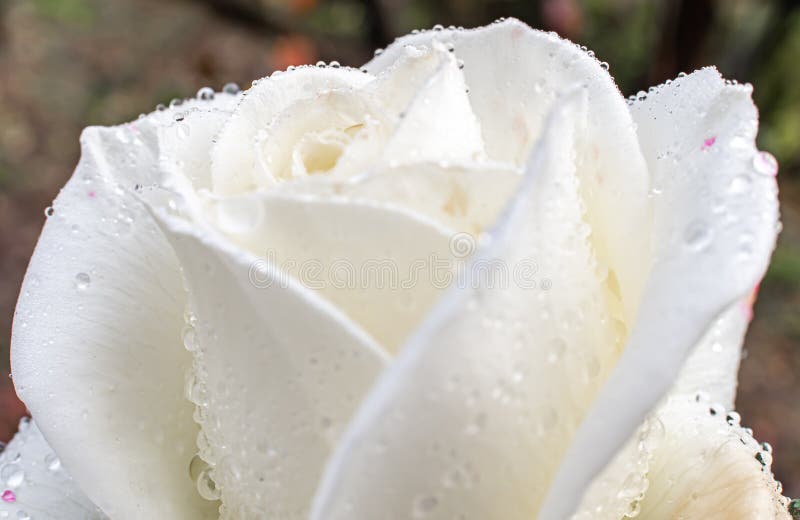 White Roses in the Garden with Raindrops Stock Image - Image of nature ...