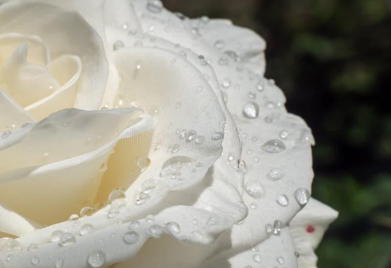 White Roses in the Garden with Raindrops Stock Photo - Image of macro ...