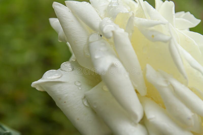White Roses in the Garden with Raindrops Stock Photo - Image of ...