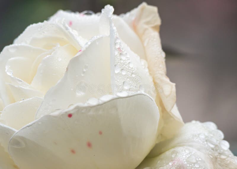 White Roses in the Garden with Raindrops Stock Photo - Image of open ...