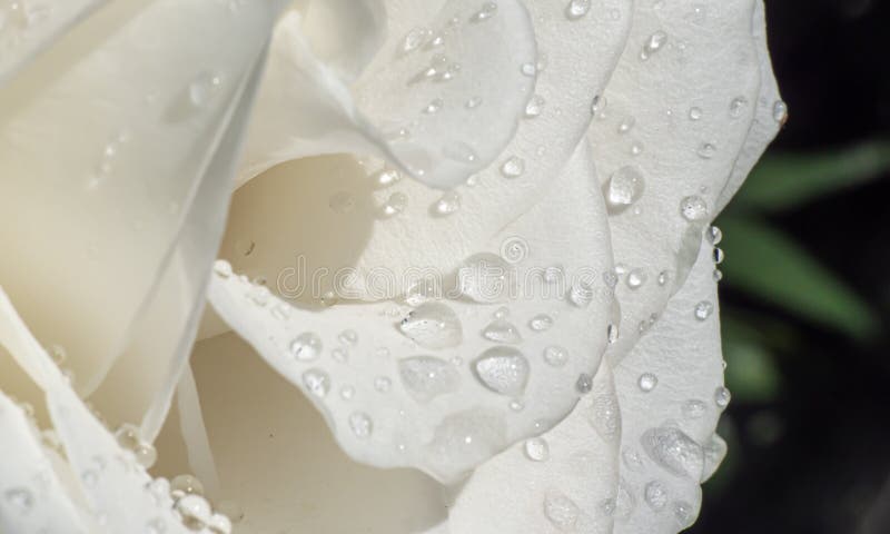 White Roses in the Garden with Raindrops Stock Image - Image of ...