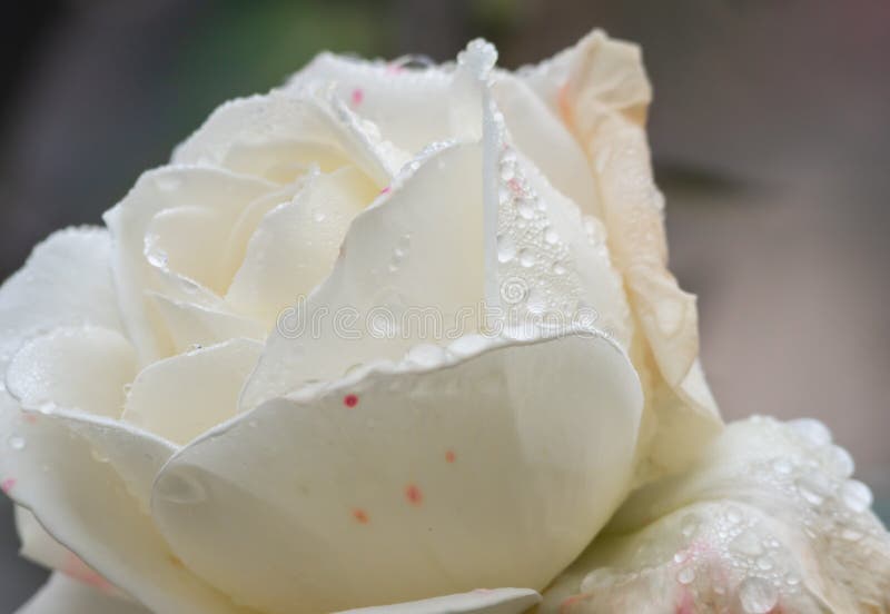 White Roses in the Garden with Raindrops Stock Photo - Image of ...