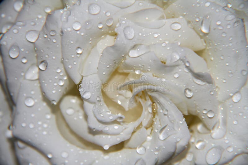 White Roses in the Garden with Raindrops Stock Image - Image of summer ...
