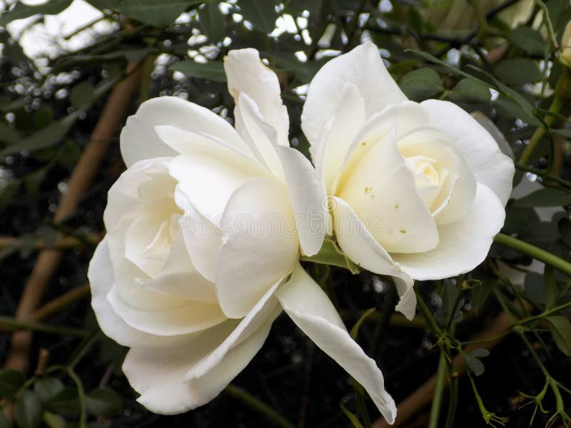 White roses stock photo. Image of greeh, fragance, roses - 108909272