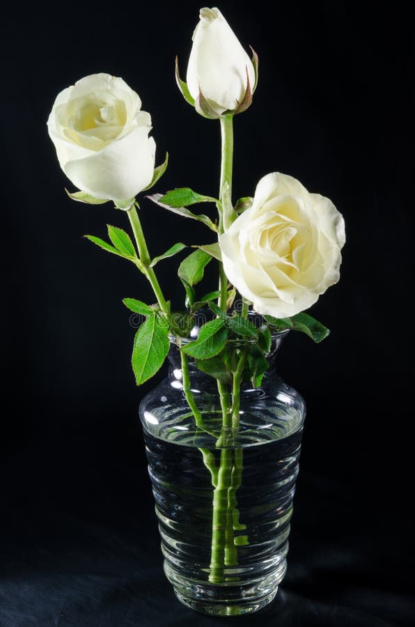 White roses in vase. stock photo. Image of bloom, beauty - 58451180