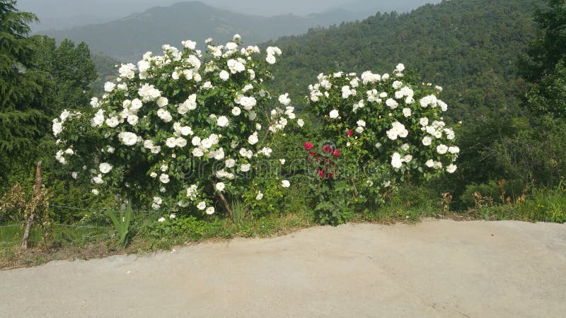 White roses editorial photography. Image of plant, shrub - 54441062