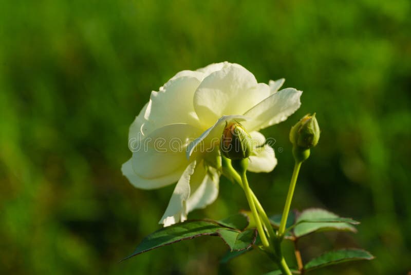 White Roses on Green Background Wallpaper Stock Image - Image of ...