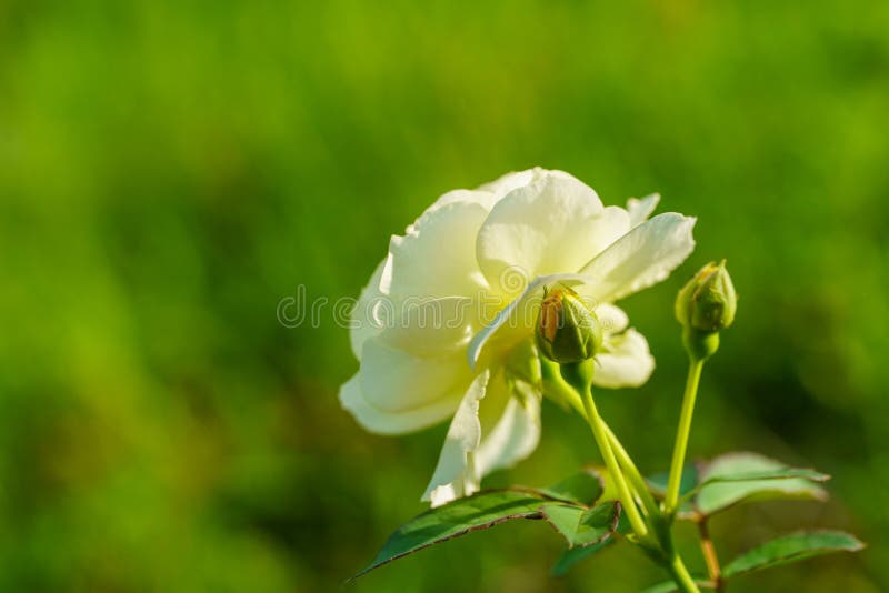 White Roses on Green Background Wallpaper Stock Photo - Image of ...