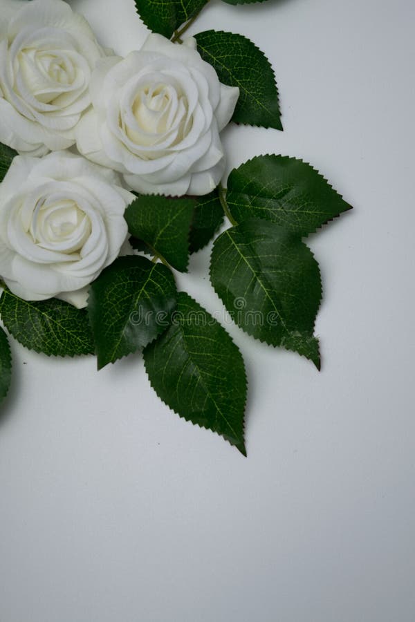 White Roses with Green Leaves on White Background. Stock Photo - Image ...