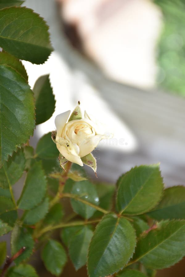 White roses and leaves stock photo. Image of roses, blossom - 149067060