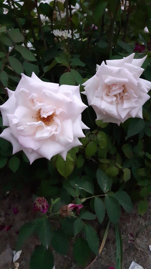White roses growing alone stock photo. Image of rose - 212656912