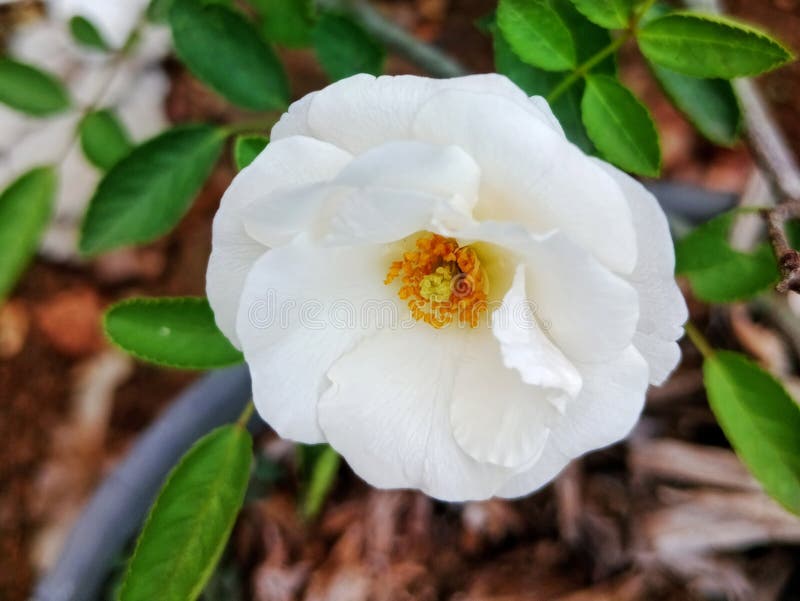 White Roses that Have Bloomed are Planted in the Yard Stock Image ...