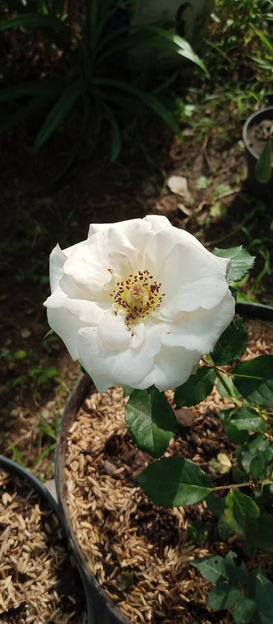 White Roses that Have Thorns Stock Image - Image of roses, white: 269416099