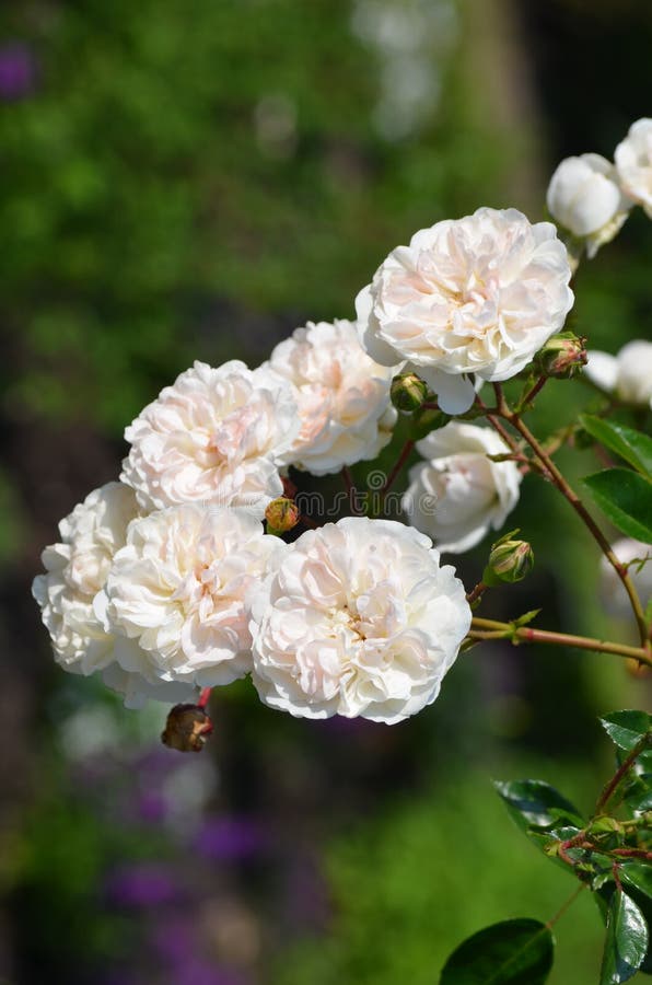 White Roses stock photo. Image of blooms, flowering, plant - 75898458