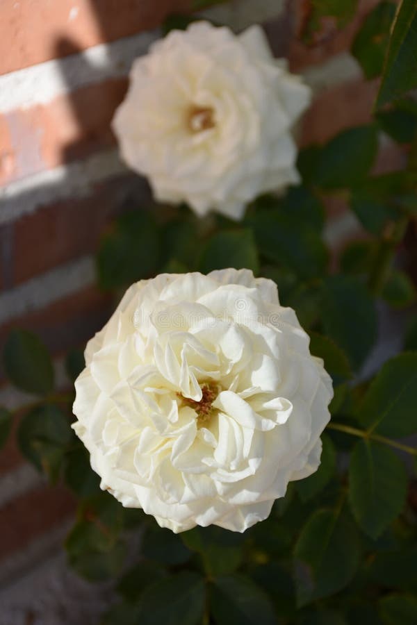 White roses and leaves stock photo. Image of white, background - 149067002