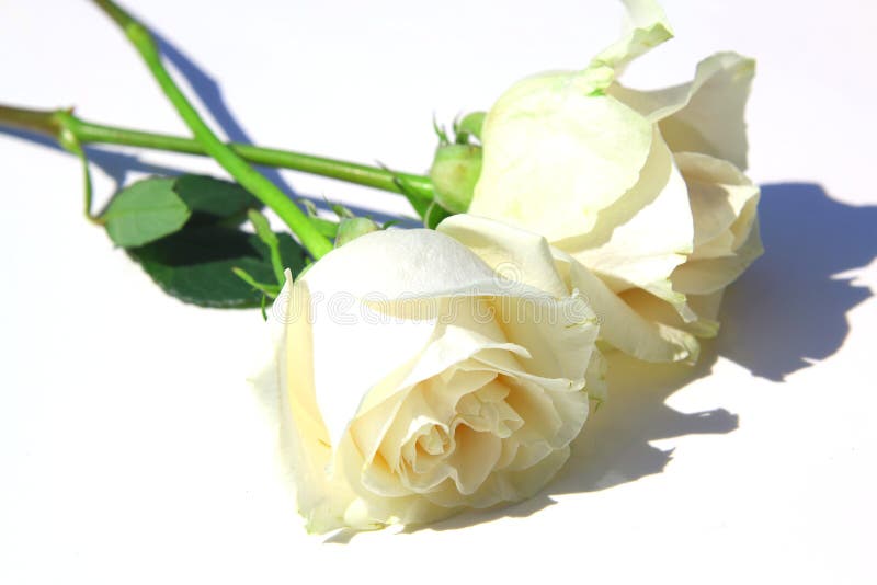 White Roses with Leaves and Stem Stock Photo - Image of valentine ...