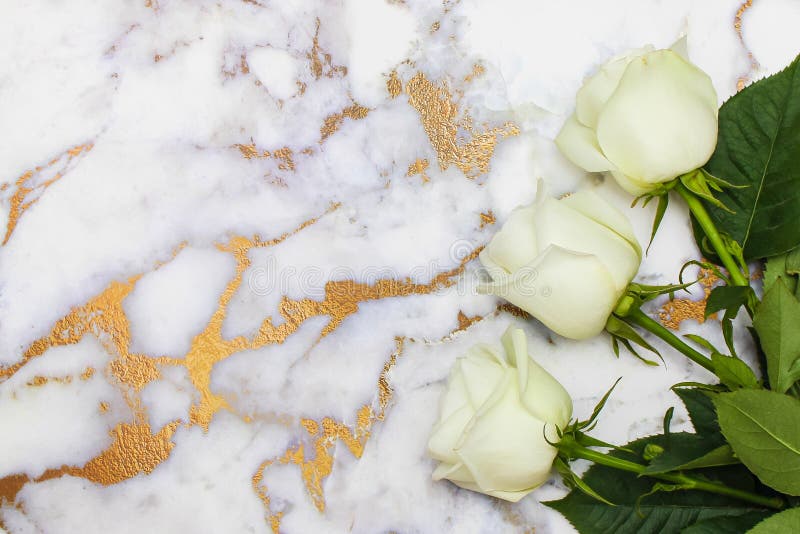 White Roses Lie on White and Gold Marble Table. Top View, Flat Lay ...