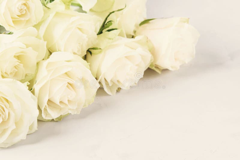 White Roses on Light Grey Background with Free Space for Text Stock ...