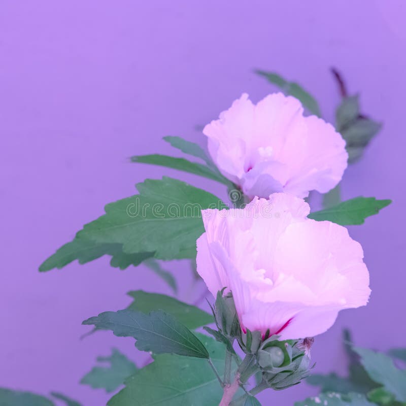 Summer Wallpaper Aesthetic Ipad Stock Photos - Free & Royalty-Free ...