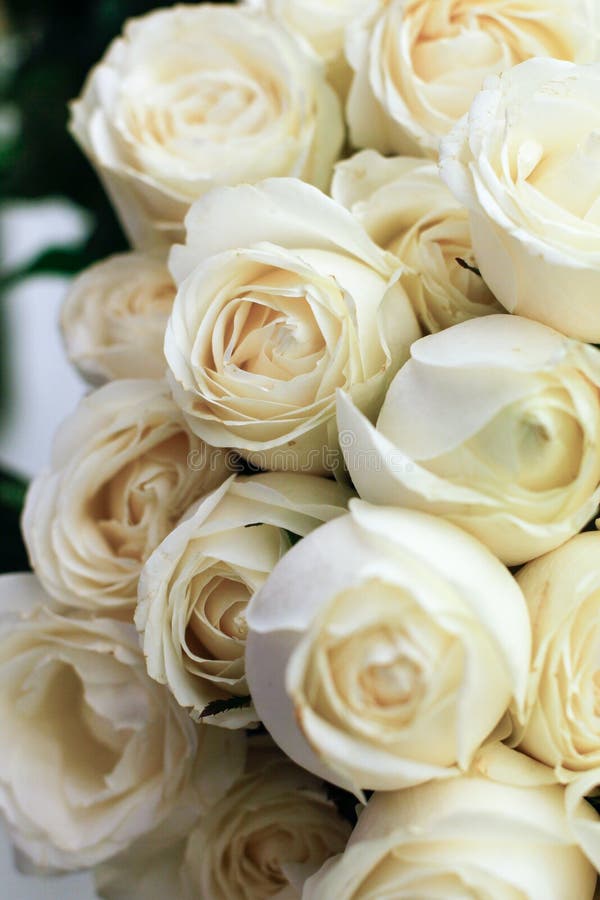 White roses stock photo. Image of flowers, rose, flower - 45440228
