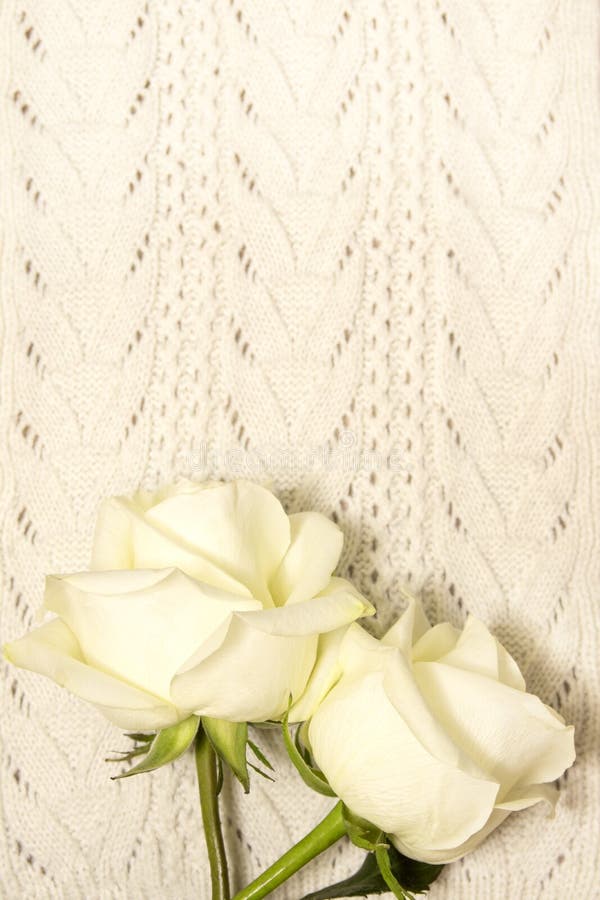 White Roses Over Knitted Texture Stock Photo - Image of pair, fresh ...