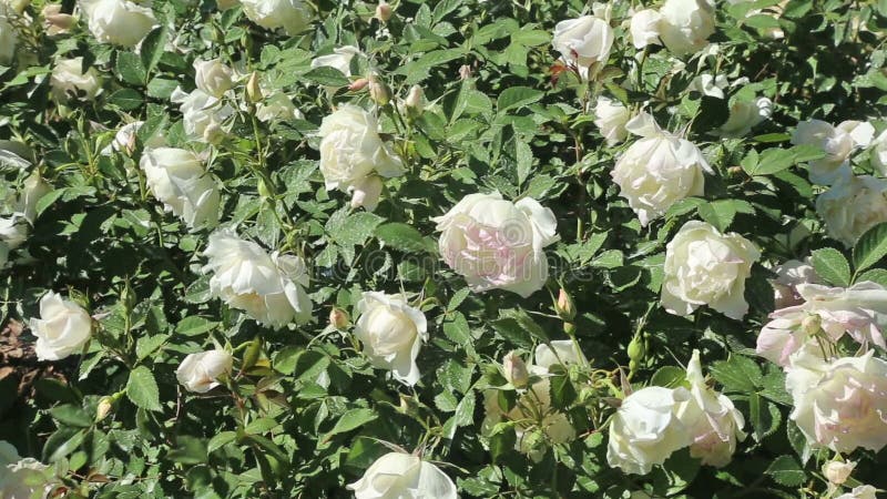 White roses plant stock video. Video of color, large - 74769937