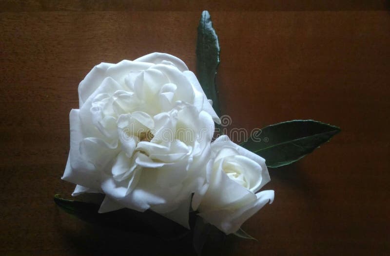 White Roses Portrait Isolated On Brown Background Stock Image - Image ...