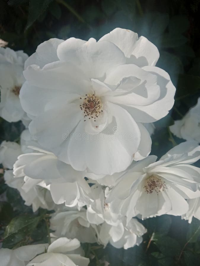 White roses pure ðŸ˜ stock image. Image of white, roses - 164709329