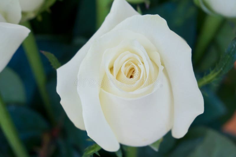 White roses stock image. Image of flower, present, details - 150096005