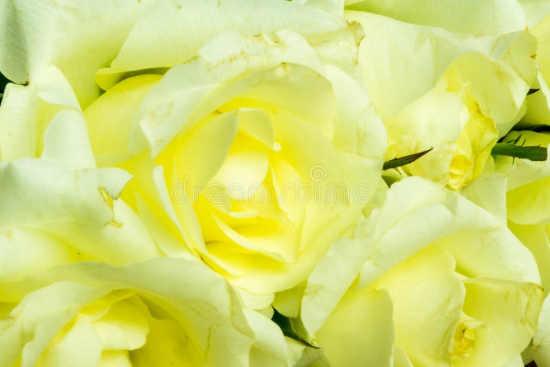 White roses stock photo. Image of floral, space, closeup - 92740848